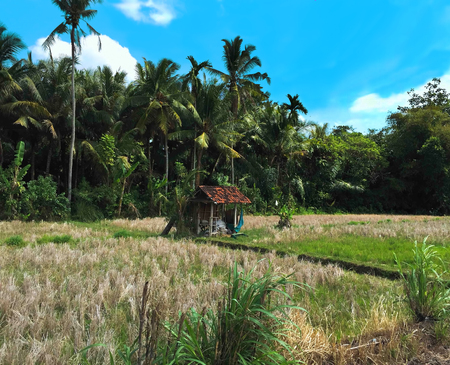 Rice fields and coco palm tree forest landscape. Blue sky and green ...