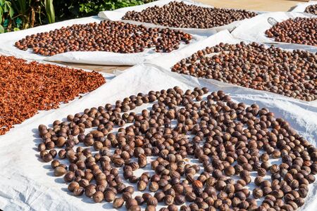 Close-up of freshly harvested nutmeg mace seed being dried under the ...