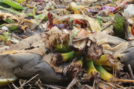 Photo of Organic waste, food waste, - ID:1-213341875 - Royalty Free ...