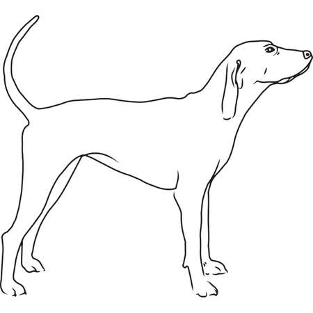 Coonhound Coloring Pages