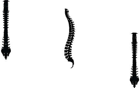 Vector of Spine Eps Vector, Silhouette, - ID:1-190460958 - Royalty Free ...
