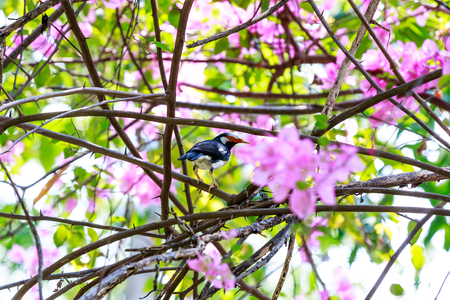 Asian Pied Myna, The sing a song bird catch on branch. - Stock Image ...