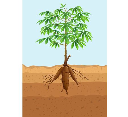 Vector illustration of Cassava tree plant with roots:: tasmeemME.com