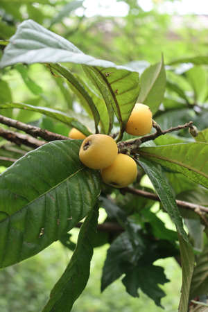 Ripe yellow Medlar or Loquat tree fruits on branch on early summer ...