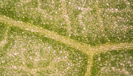 plant cells under microscope - Stock Image - Everypixel