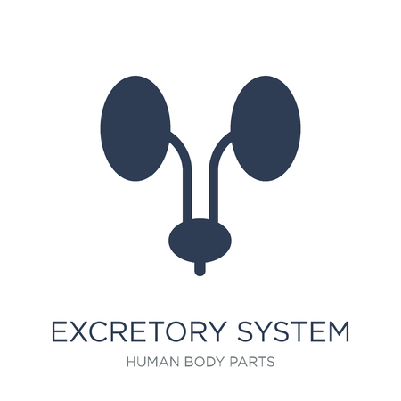 Vector of Excretory system icon. Trendy - ID:1-112138196 - Royalty Free ...