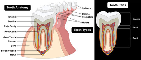 Vector of Human Tooth Cross Section - ID:1-71763777 - Royalty Free ...
