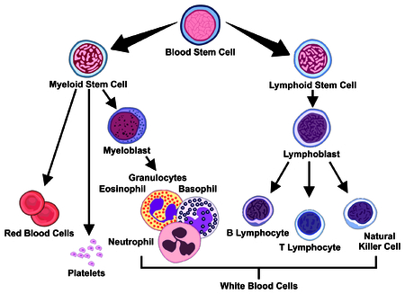 Education Chart Of Biology For White Blood Cells Diagram