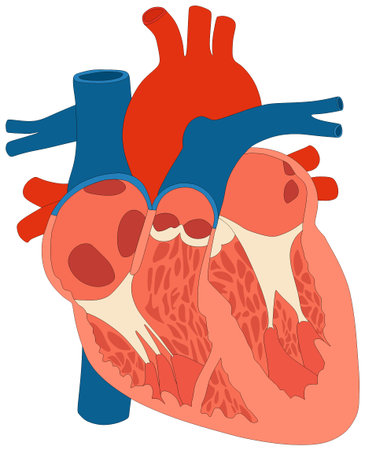 Vector of Human Heart Muscle Anatomy - ID:1-71810388 - Royalty Free ...