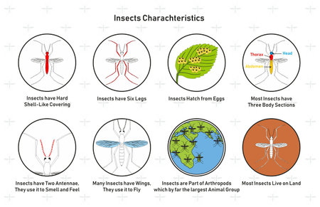 Vector of Insects Characteristics - ID:1-130476307 - Royalty Free Image ...