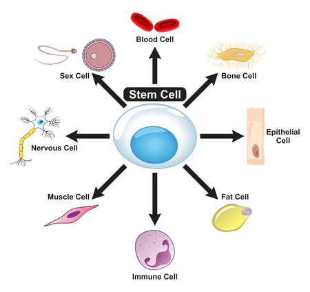 Vector of Stem Cell Diagram showing how - ID:1-179560218 - Royalty Free ...