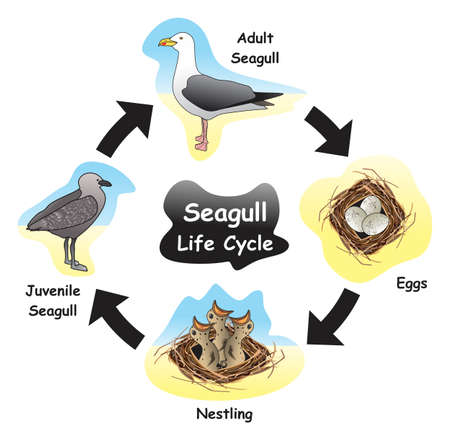 Vecteur de Seagull Life Cycle Infographic - ID:179496678 - image libre ...