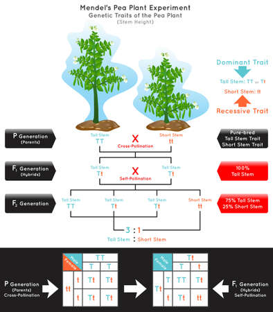 Vector of Stem Height Genetic Trait Pea - ID:1-179963117 - Royalty Free ...