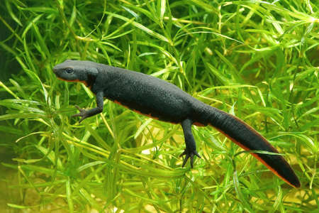Closeup on an aquatic adult female Chinese fire-bellied newt, Cynops ...