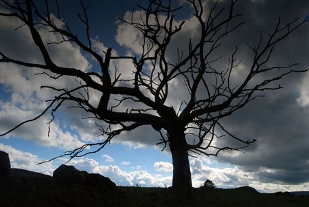 A Very Spindly Tree In Strathblane, Scotlandの写真素材 [40002891363] - イメージマート