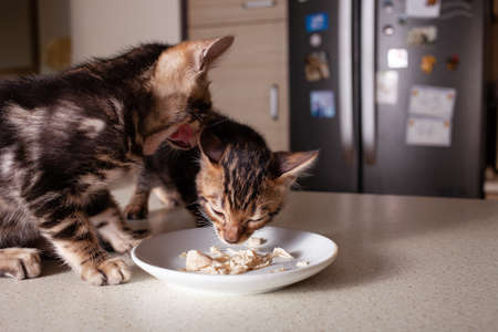 A small brown leopard-beige Bengal Two kittens sits on a beige bar ...