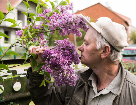 Senior man smelling branch of lilac in the garden - Stock Image ...