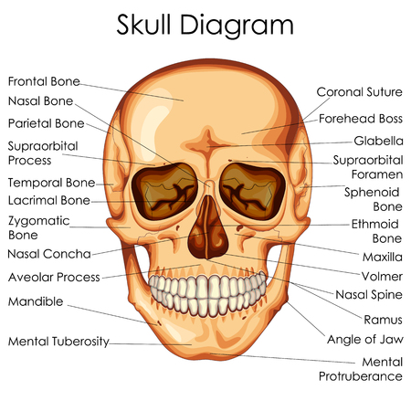 Vector of Medical Education Chart of - ID:1-79651586 - Royalty Free ...