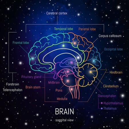 Vector of Neuroscience infographic on - ID:1-149117792 - Royalty Free ...