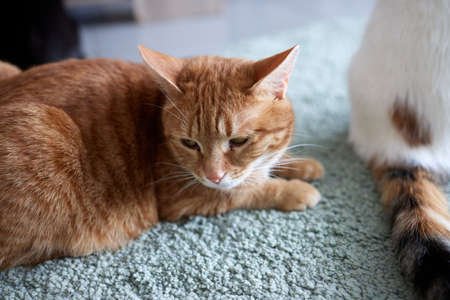 cat, lying on the rug, at home. Shelter for pets. Diseases, treatment ...