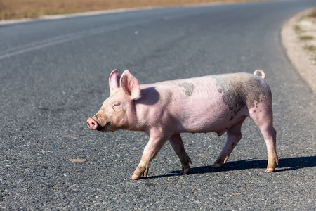 Pigs Running Down The Street