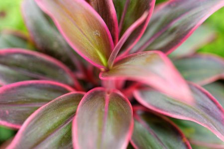 Maroon flower pattern Images - Search Images on Everypixel