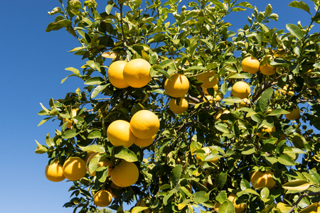 Grapefruit tree with clusters of grapefruits ready to be harvested ...