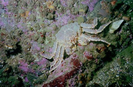 Underwater life the Barents Sea: Paralithodes camtschatica 1の写真素材 ...