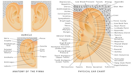 Auricle. Human ear - Pina. Anatomy of the Pina. Physical Ear Chart ...
