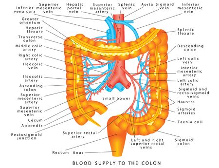 Vector of Blood supply to colon. - ID:1-149448036 - Royalty Free Image ...