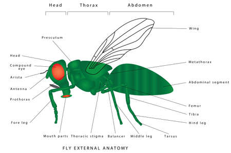 Vecteur de Anatomy of a fly. Fly external - ID:154762300 - image libre ...