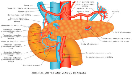 Photo of Blood supply of the pancreas. - ID:157331620 - Royalty Free ...