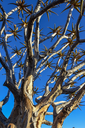 Quiver Tree - Garas - Namibiaの写真素材 [40085486048] - イメージマート