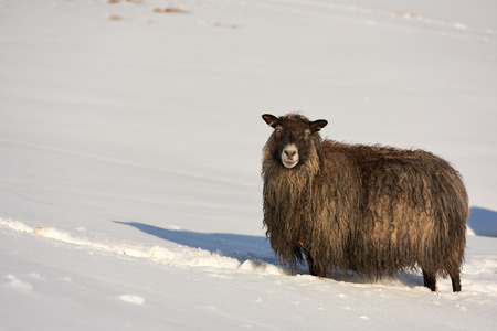 Icelandic sheep with thick fluffy wool walking through thick snow, they ...