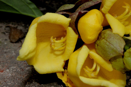 Gmellina philippensis, Parrot's beak, scandent shrub with elliptic ...