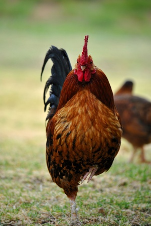 Chicken, The Farm House - Cape Townの写真素材 [40008618305] - イメージマート