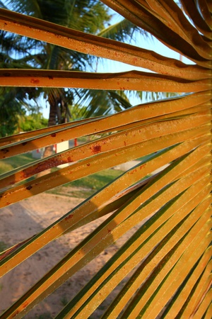Leaflet of a palm tree at Seven Seas Beach in Puerto Ricoの写真素材 ...