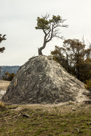 A hardy tree thrives on a dormant thermal mound in Yellowstone Park.の写真 ...