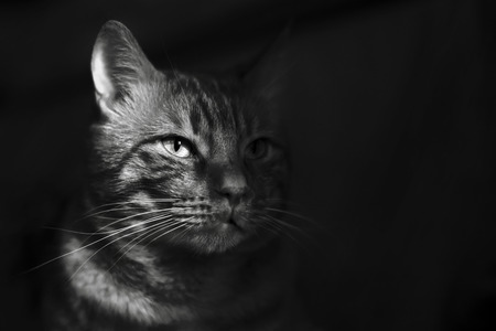 Cat staring with half face in shadow - Stock Image - Everypixel