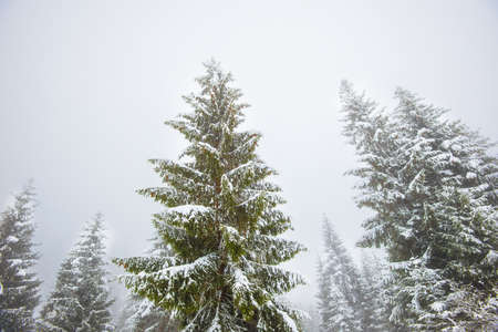 Bewitching stern panorama of tall fir trees covered with snow grow in ...