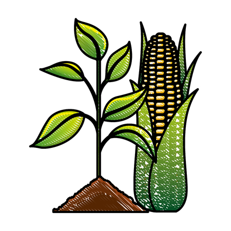 Corn Plant Clip Art