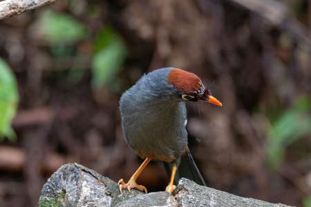 closeup view of a beautiful Chestnut-capped laughingthrush bird in ...