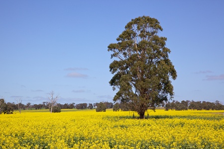 Rapeseed growing near the town of Tiverton in Western Australia.の写真素材 ...