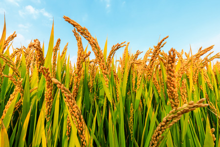 Photo of Ripe rice field and sky - ID:123720168 - Royalty Free Image ...