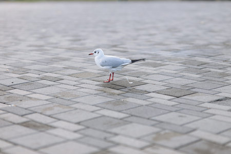 Photo of seagull pooping on the tile - ID:1-166638817 - Royalty Free ...
