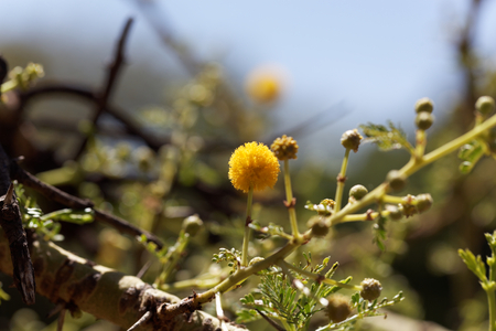 Yellow flowers of a Red Acacia tree (Acacia seyal), the tree is used ...