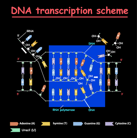 Photo of DNA transcription. DNA and RNA - ID:126205348 - Royalty Free ...