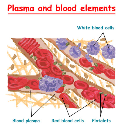 Vector of Plasma blood cells, red blood - ID:1-126205059 - Royalty Free ...