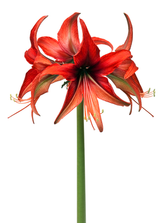 Hippeastrum (Amaryllis) cybister hybrid variety Bogota isolated on the ...