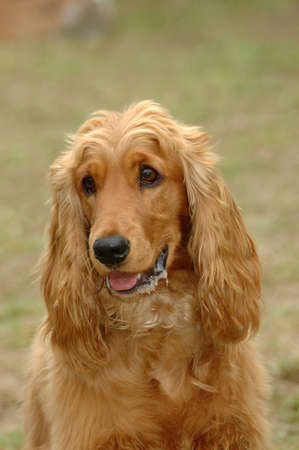 A beautiful Cocker Spaniel dog head portrait with cute expression in ...